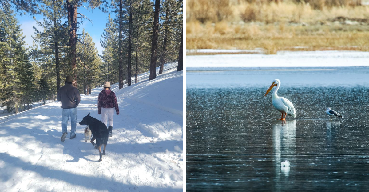 16 winter day trips in California that beat the summer crowds