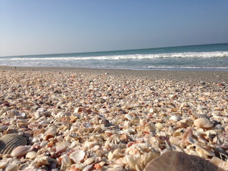 10 Southwest Florida Beaches Where Shell Hunting Feels Especially Rewarding