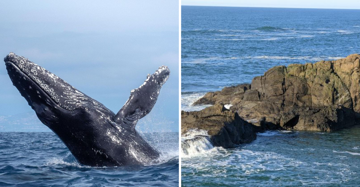12 Whale Watching Spots Along the U.S. Coast Ranked by Success Rate