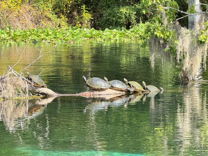 A Historic Boat Tour Through Florida's Most Pristine Spring-Fed Rivers