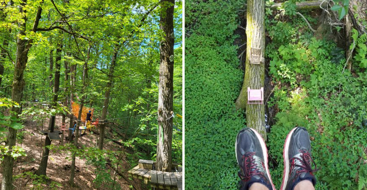 A unexpected treetop park in New York where the forest becomes your ...