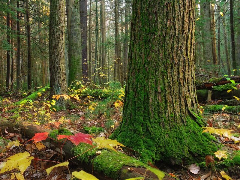 An easy 1-mile hike in Pennsylvania that feels far more memorable than ...