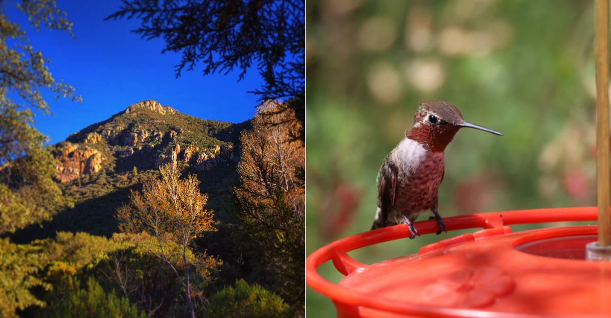 Arizona is home to the hummingbird capital of America, and it’s bucket ...