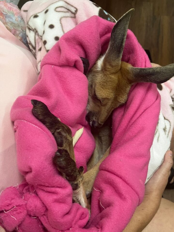 This Colorado Ranch Lets You Cuddle Baby Kangaroos and Try Something ...