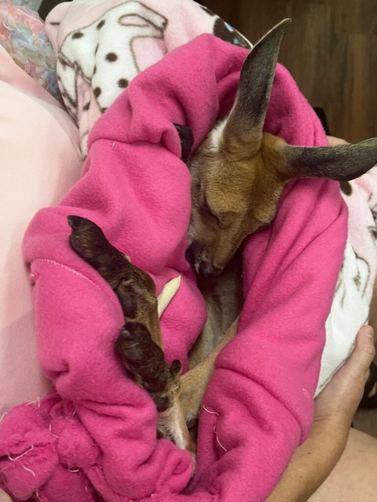 This Colorado Ranch Lets You Cuddle Baby Kangaroos and Try Something ...