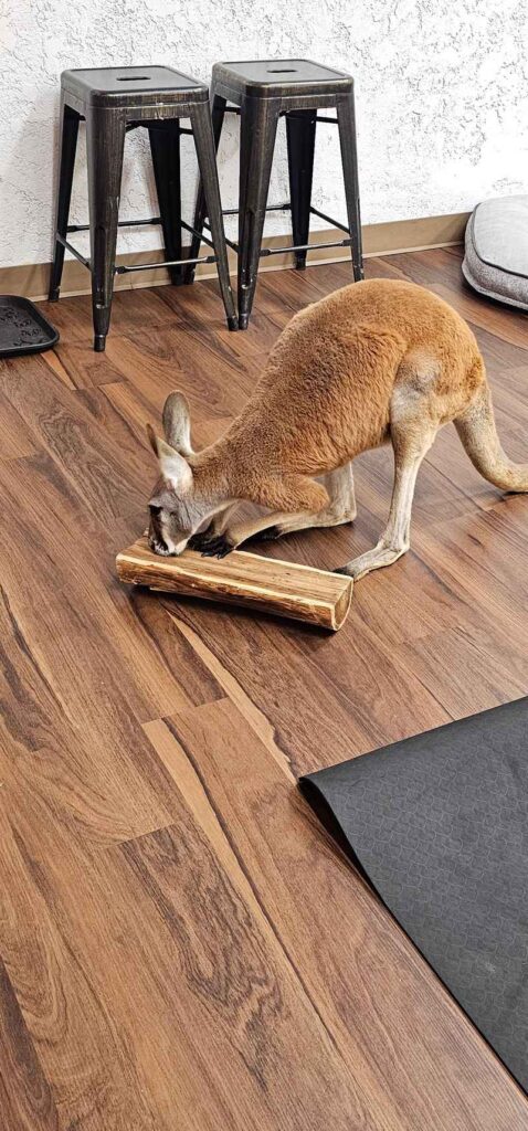 This Colorado Ranch Lets You Cuddle Baby Kangaroos and Try Something ...