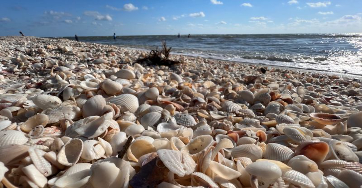 Florida has a shell-filled stretch between islands just west of Sanibel