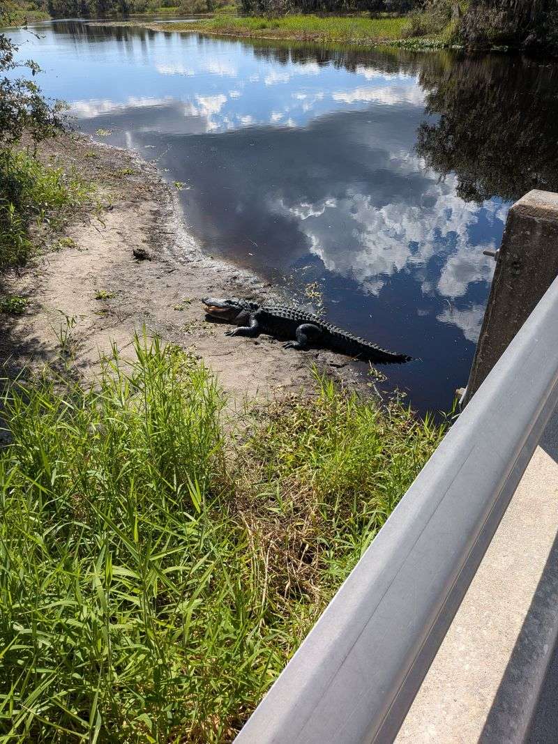 One of Florida’s oldest and largest parks is a quiet haven for wildlife ...