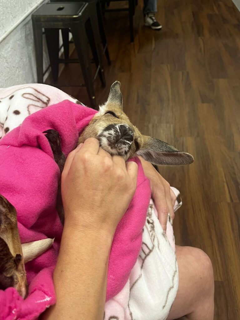 This Colorado Ranch Lets You Cuddle Baby Kangaroos and Try Something ...