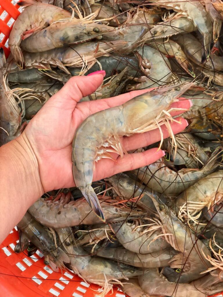 The Gulf Coast's best shrimping towns for anyone who wants fresh-catch ...