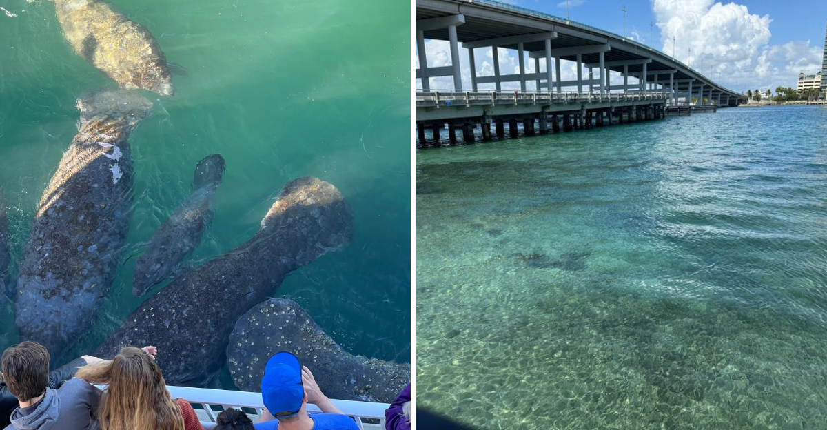 The best places to see manatees in Florida beyond the obvious spots