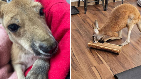 This Colorado Ranch Lets You Cuddle Baby Kangaroos and Try Something ...