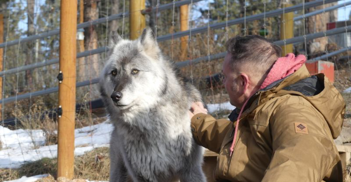 This Colorado sanctuary lets you walk inside a wolf enclosure