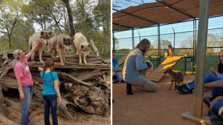 This Florida preserve lets you walk into a wolf enclosure face-to-face ...