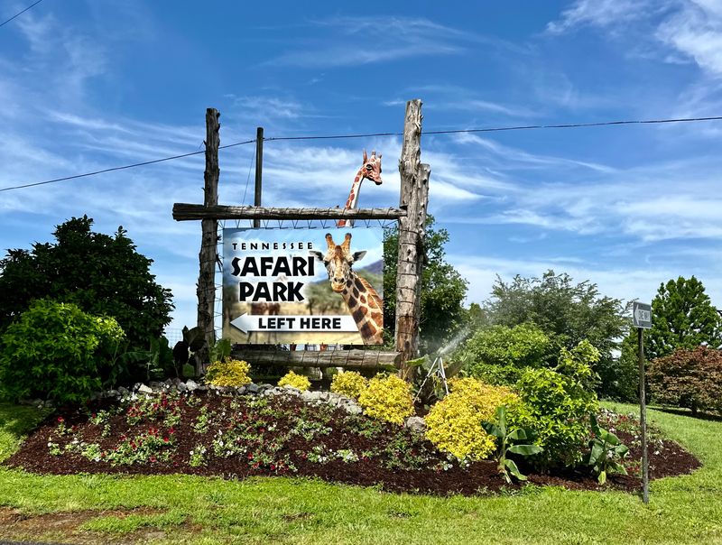 This Tennessee safari has a 7.5-mile drive where exotic animals stick ...