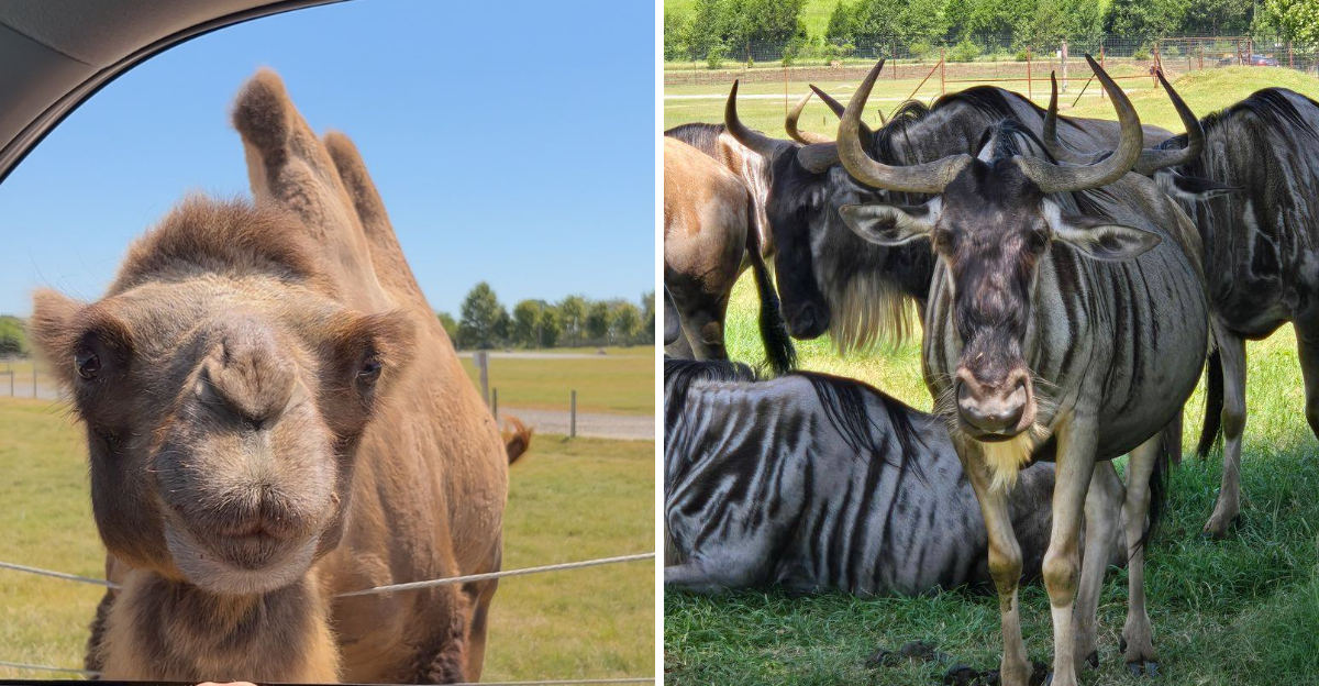 This Tennessee safari has a 7.5-mile drive where exotic animals stick ...