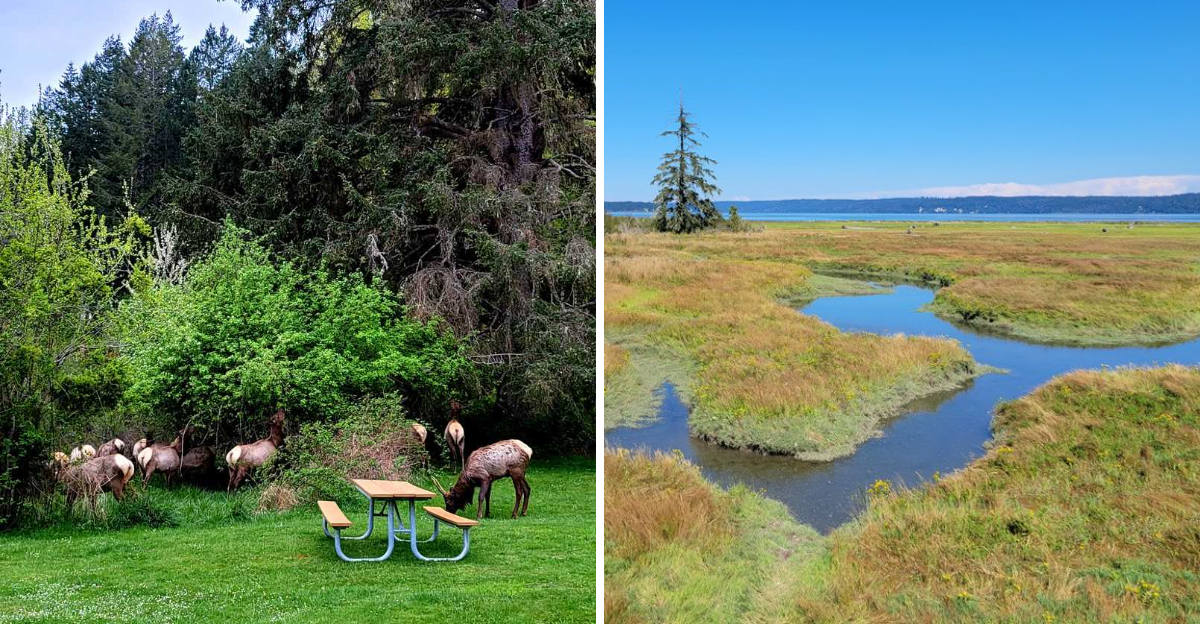 Dosewallips State Park, Washington