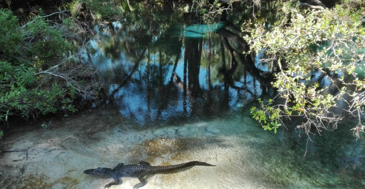 This otherworldly spring in Florida is still one of the state’s quiet ...