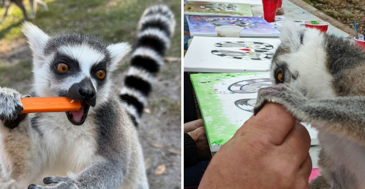 Tucked away in Florida is an animal sanctuary with a memorable lemur ...