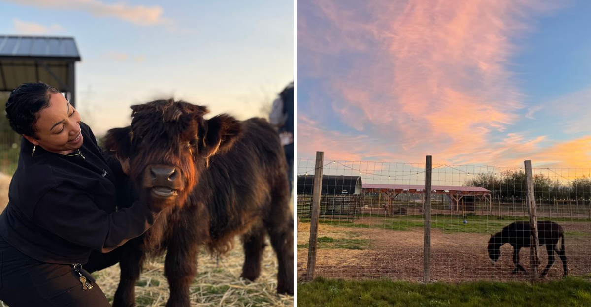 You Can Cuddle the Fluffiest Cows in America at This Little-Known ...