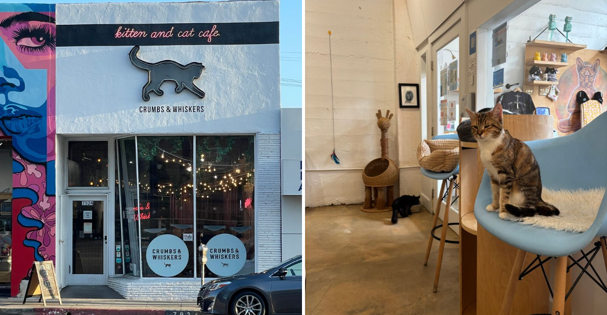 10 cat cafes across California that every cat lover should experience ...