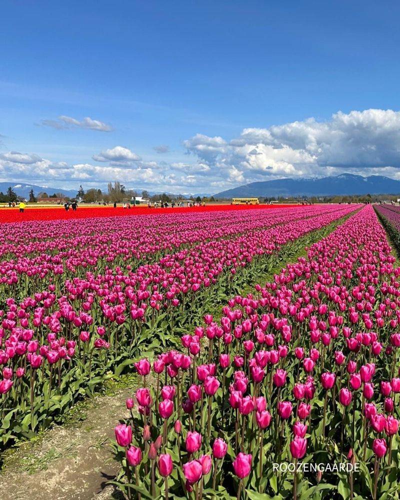 11 Washington flower farms that welcome visitors to cut their own blooms
