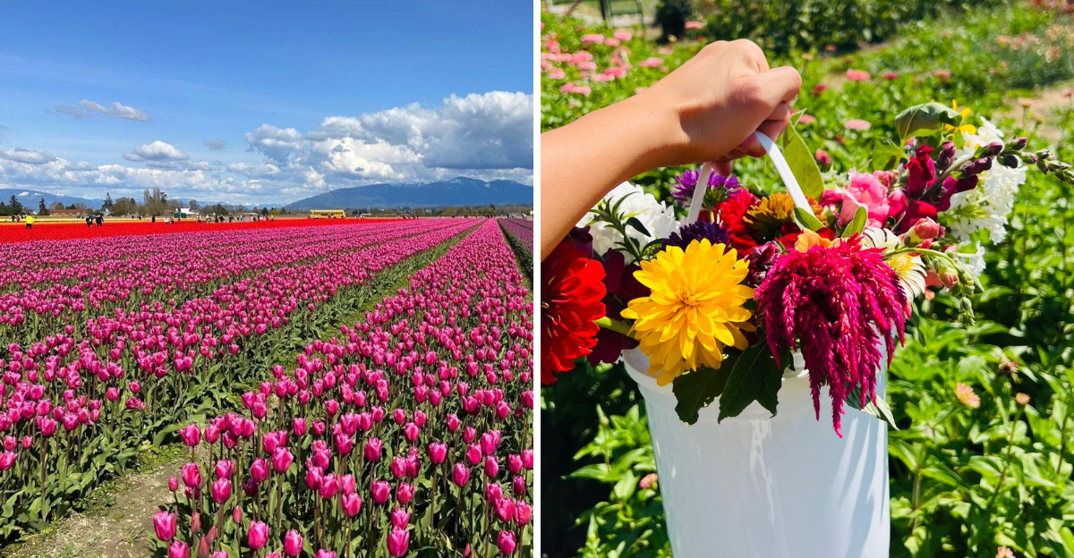 11 Washington flower farms that welcome visitors to cut their own blooms