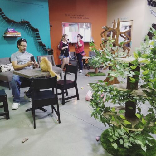 A Florida café where spending time with cats is the main attraction
