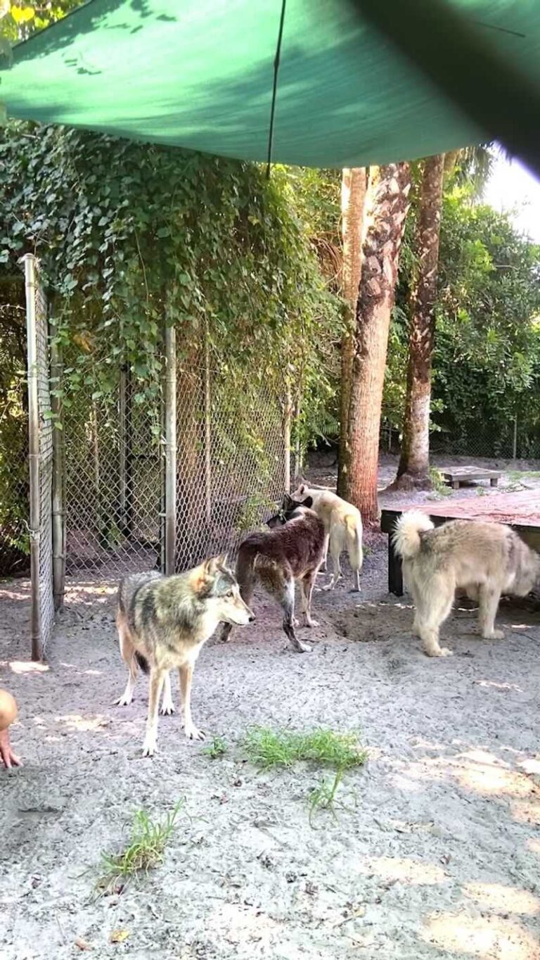 This Florida sanctuary gives rescued wolves a second chance and ...