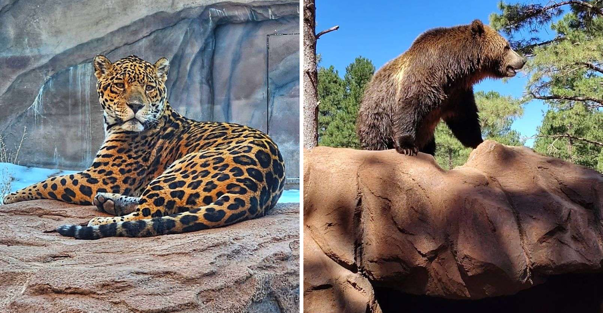 Explore 160 acres of wild animal habitats without leaving your car in ...