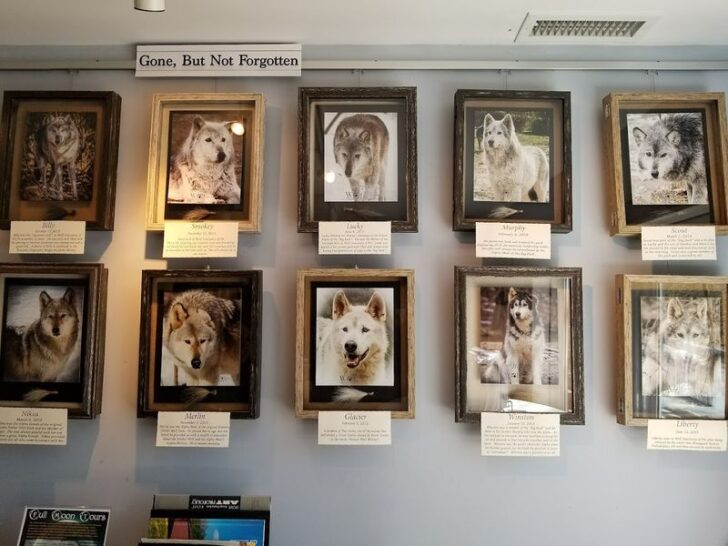 This wolf sanctuary in Pennsylvania lets you get closer to wolves than ...