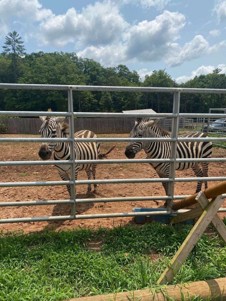 This Georgia wildlife park offers close-up animal experiences most zoos ...
