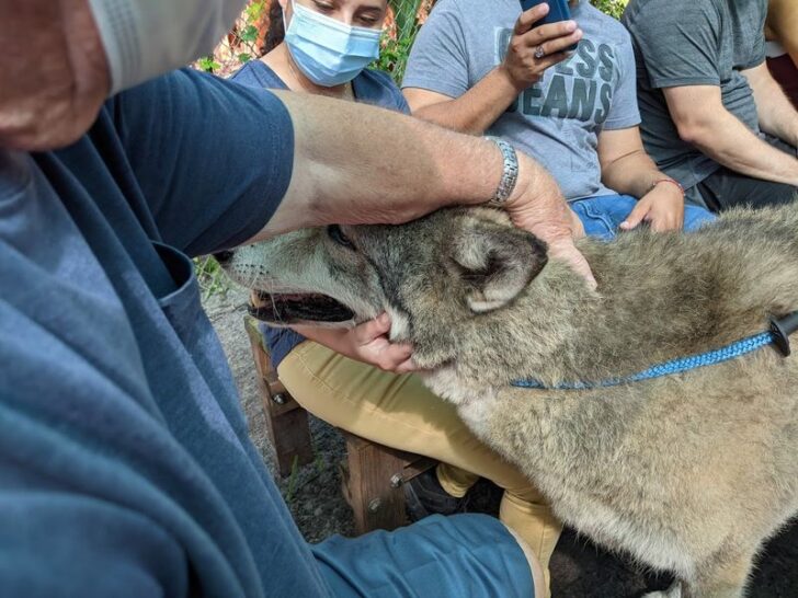 This Florida sanctuary gives rescued wolves a second chance and ...