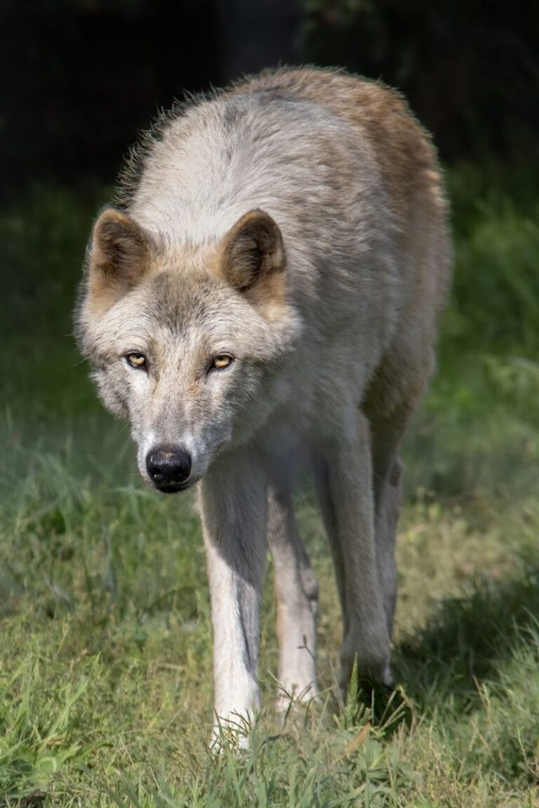 This wolf sanctuary in Pennsylvania lets you get closer to wolves than ...