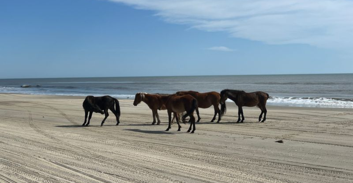 The North Carolina beach where wild horses walk right up to your blanket