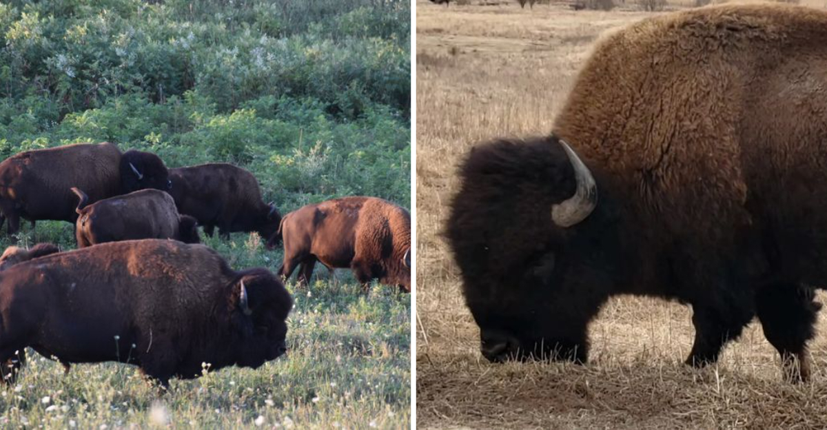 This 2-Mile Trail in an Iowa Refuge Is the Best Way to See Bison in the ...