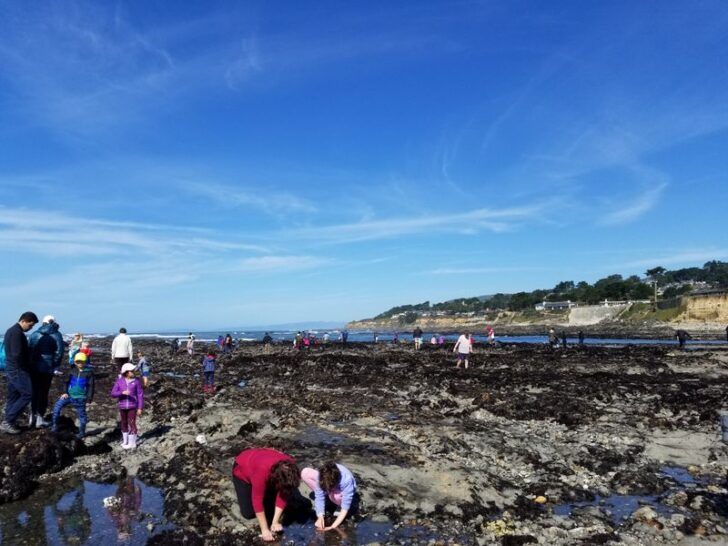 This California tide pool beach is so rich with marine life that ...