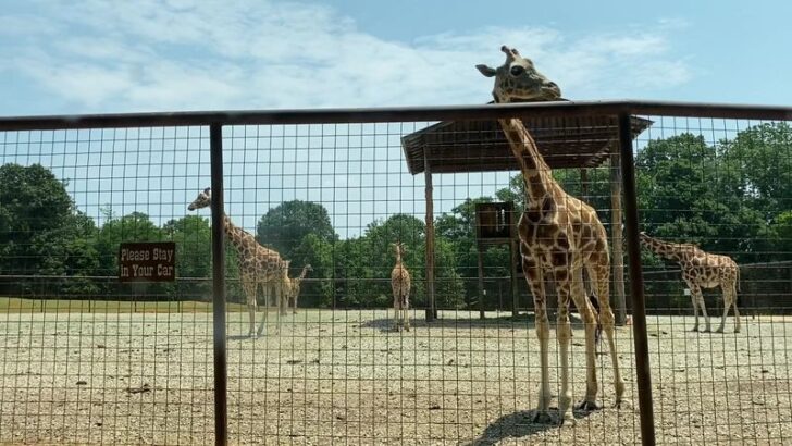 This North Carolina Drive-Thru Safari Lets You Come Face-to-Face With ...