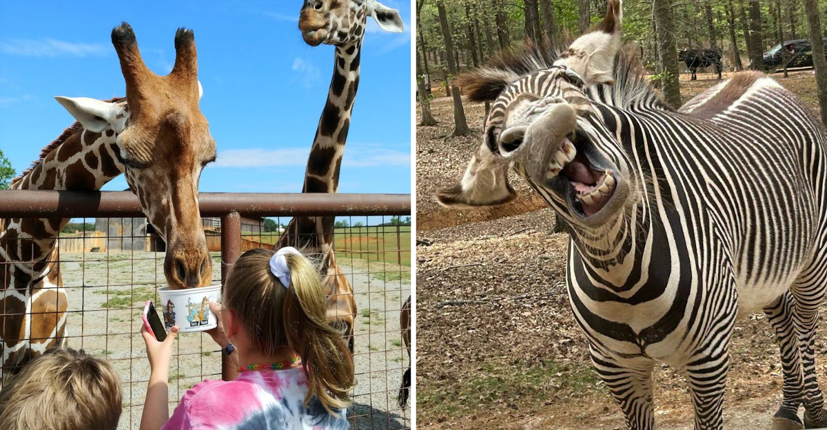 This North Carolina Drive-Thru Safari Lets You Come Face-to-Face With ...