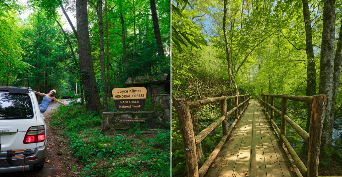 This ancient forest trail in North Carolina feels straight out of a ...