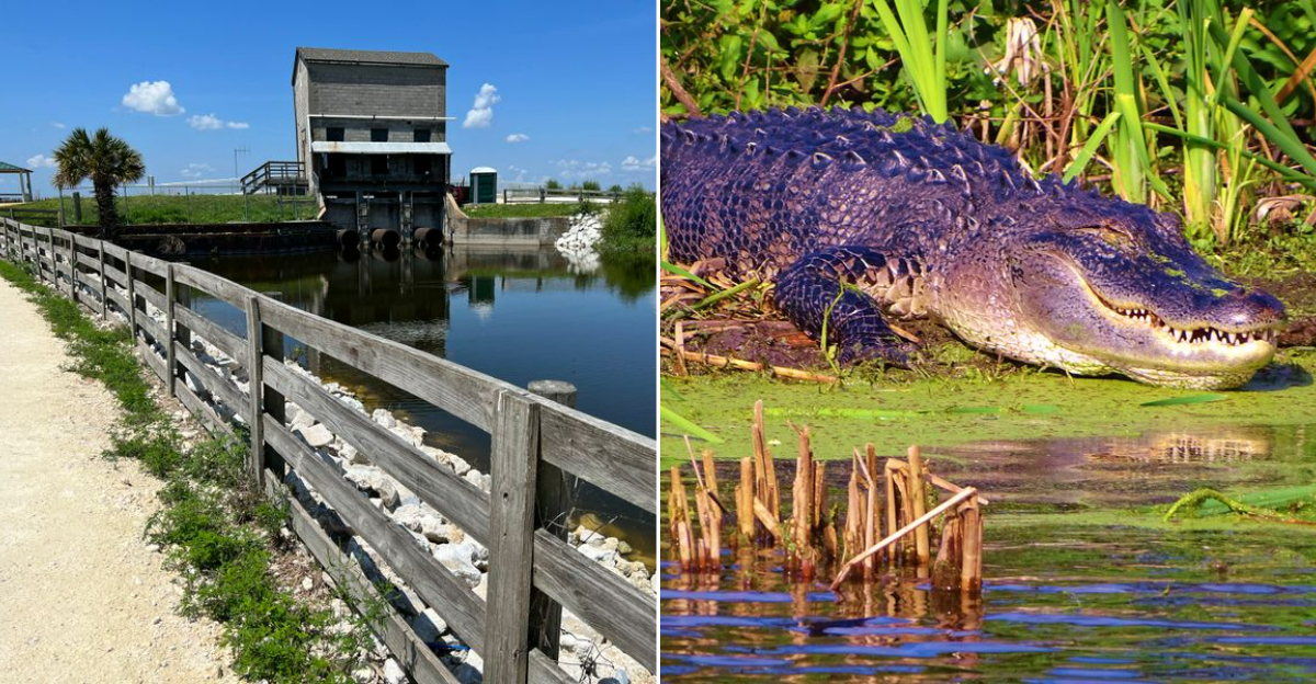This free Florida wildlife drive lets you spot gators and birds without ...