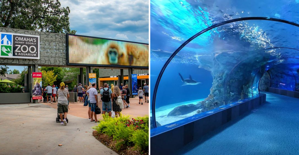 This massive Nebraska zoo has a world-class aquarium where the ...
