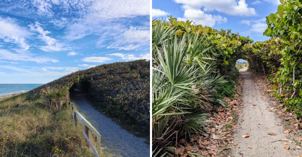 This nature tour in Florida takes you through tree tunnels that feel ...
