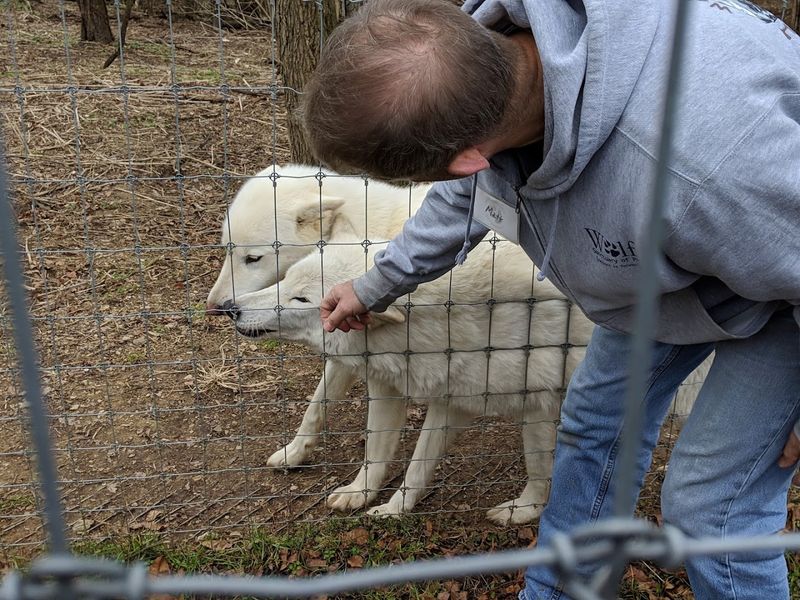 This wolf sanctuary in Pennsylvania lets you get closer to wolves than ...
