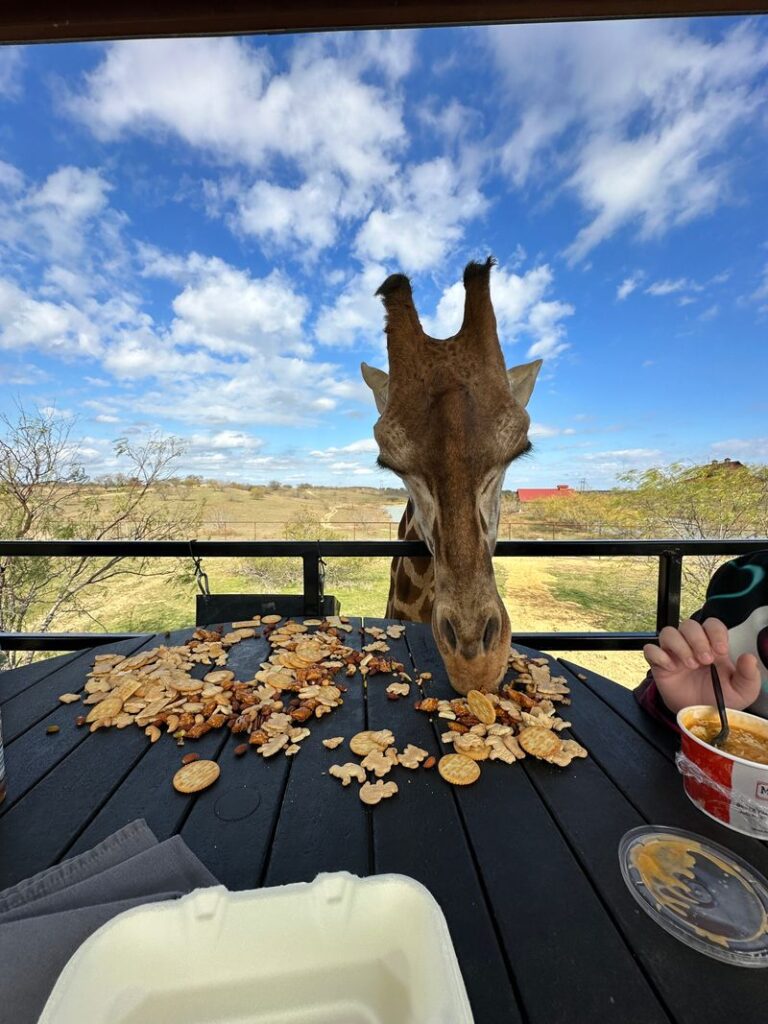 You can wake up to giraffes just outside your cabin at this wildlife ...