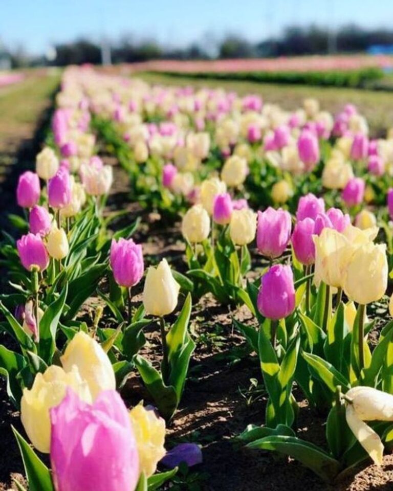 Every Spring This Texas Tulip Farm Explodes With Color and You Can Pick ...