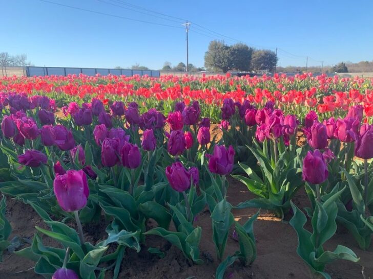 Every Spring This Texas Tulip Farm Explodes With Color and You Can Pick ...