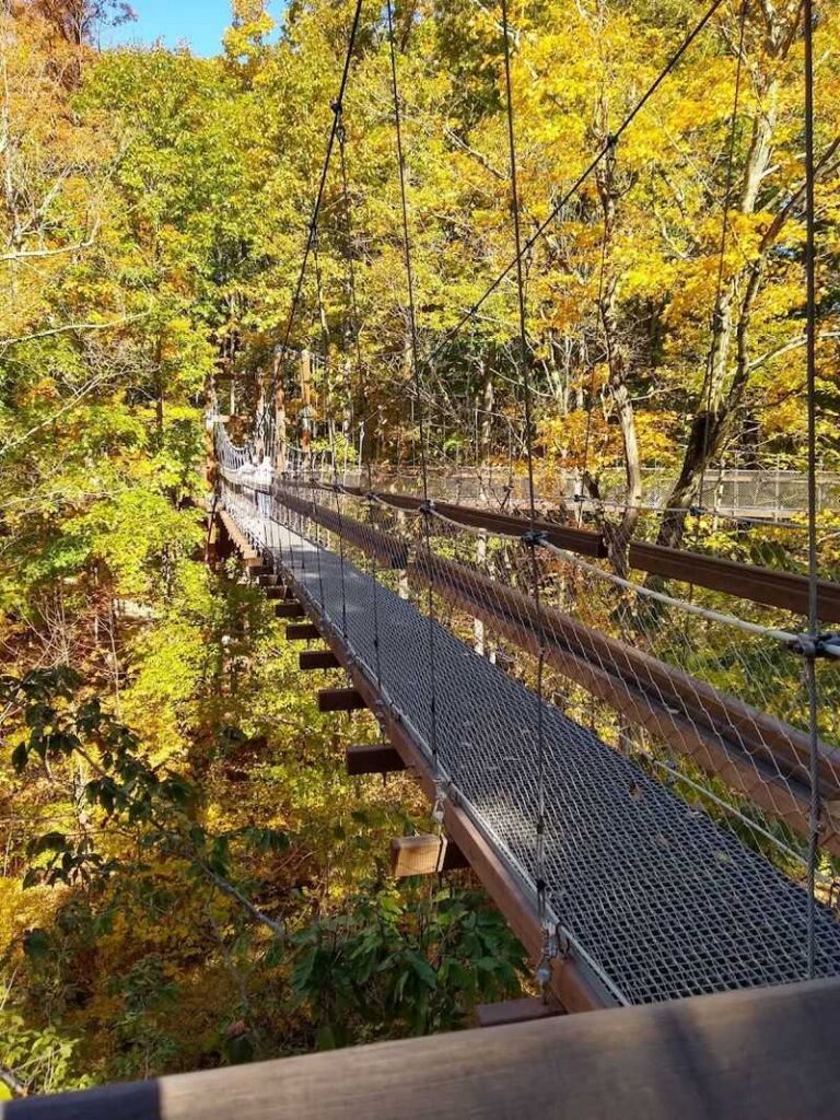 A towering canopy walk in Ohio lets you stroll above the forest across ...