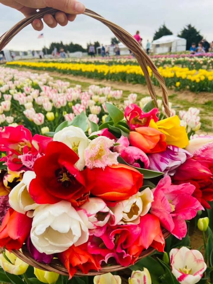 Every Spring This Texas Tulip Farm Explodes With Color and You Can Pick ...