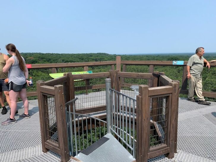 A towering canopy walk in Ohio lets you stroll above the forest across ...